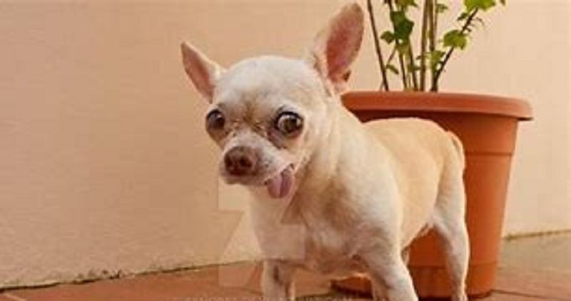 Results - Which Dog Are You?