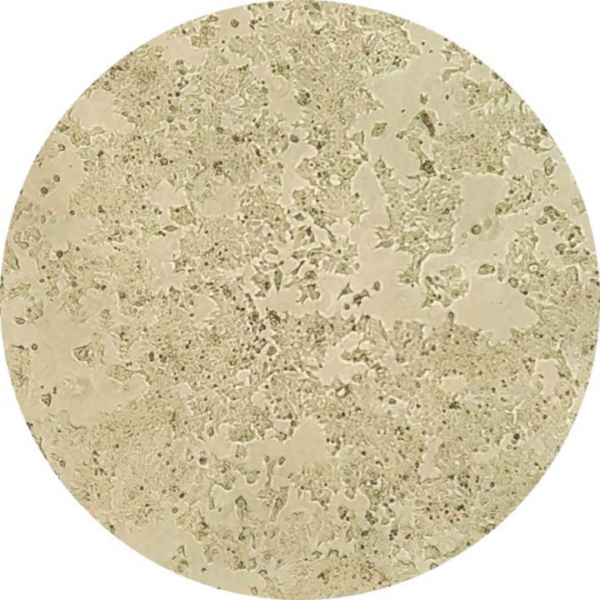 Results - Quick Test for Cell Confluency v3